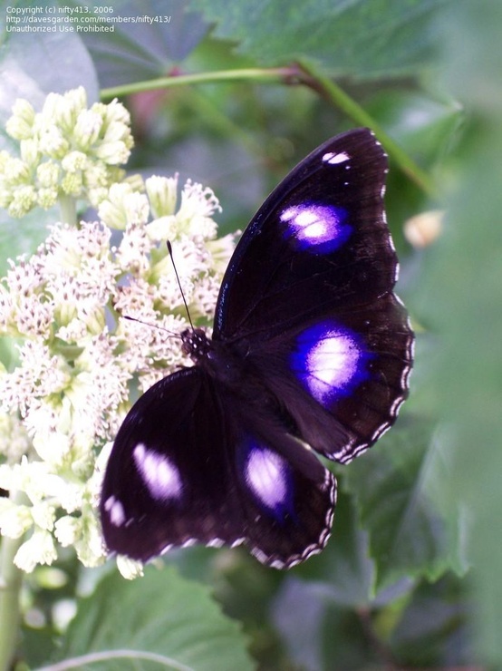 PFTW: Butterfly