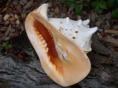 PFTW: Shell (page 2)